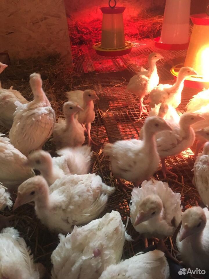 Индюки хайбрид конвертер, Канада