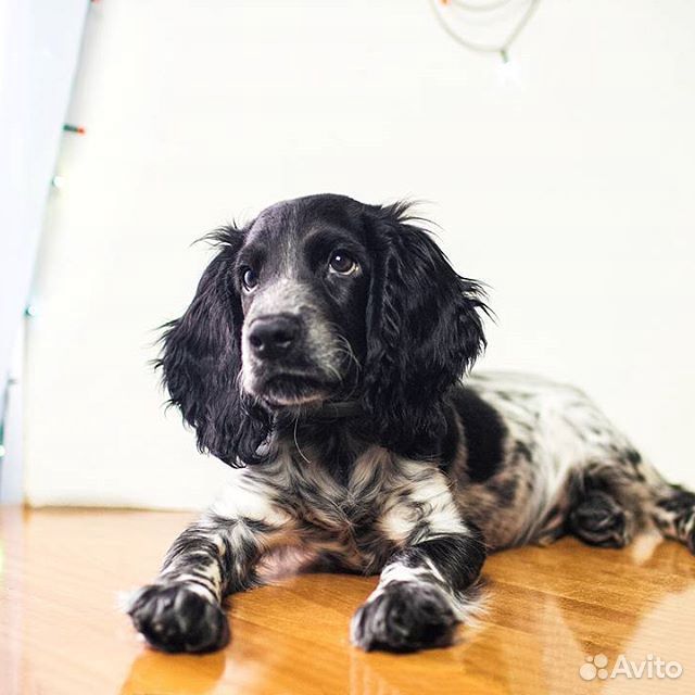 Приму щенка русского охотничьего спаниеля