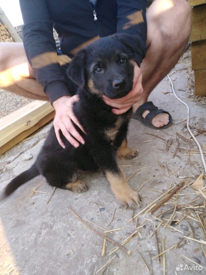 Немецкая овчарка