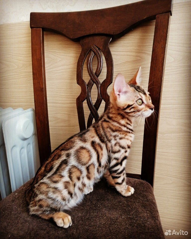 Шикарная бенгальская кошечка