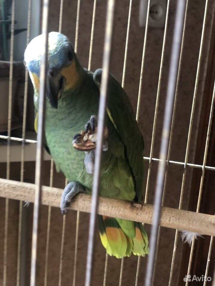 Попугай амазонка