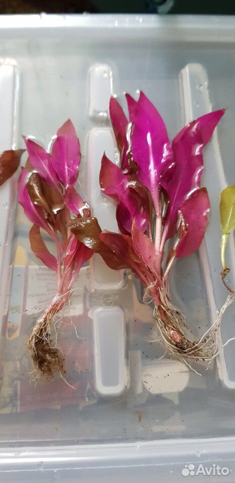 Аквариумное ростение