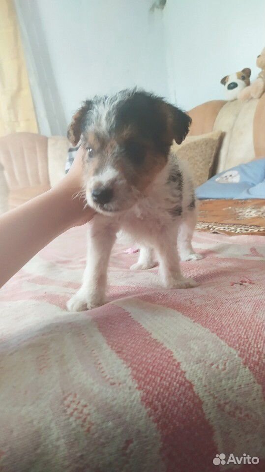 Фокстерьер алиментный