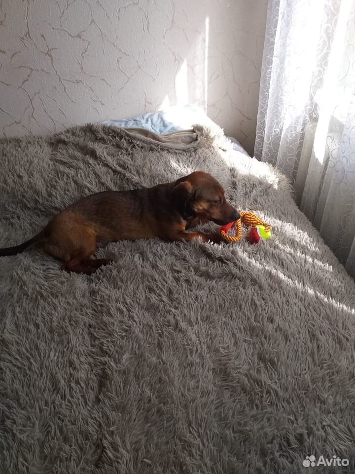 Отдам собаку в хорошие руки