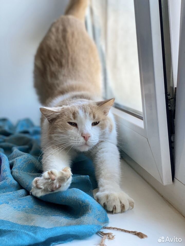 Ласковая нежная кошка