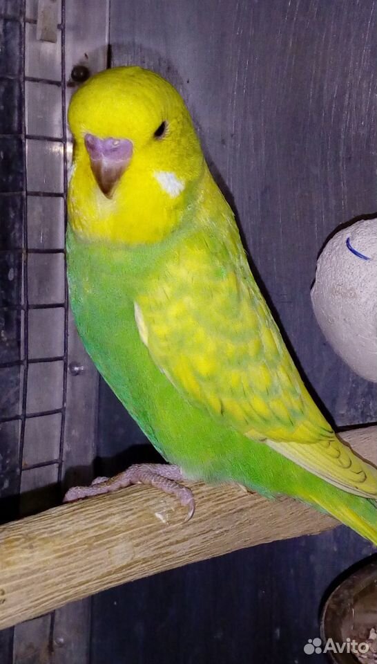 Зелёный попугайчик, птенец, черноклювик