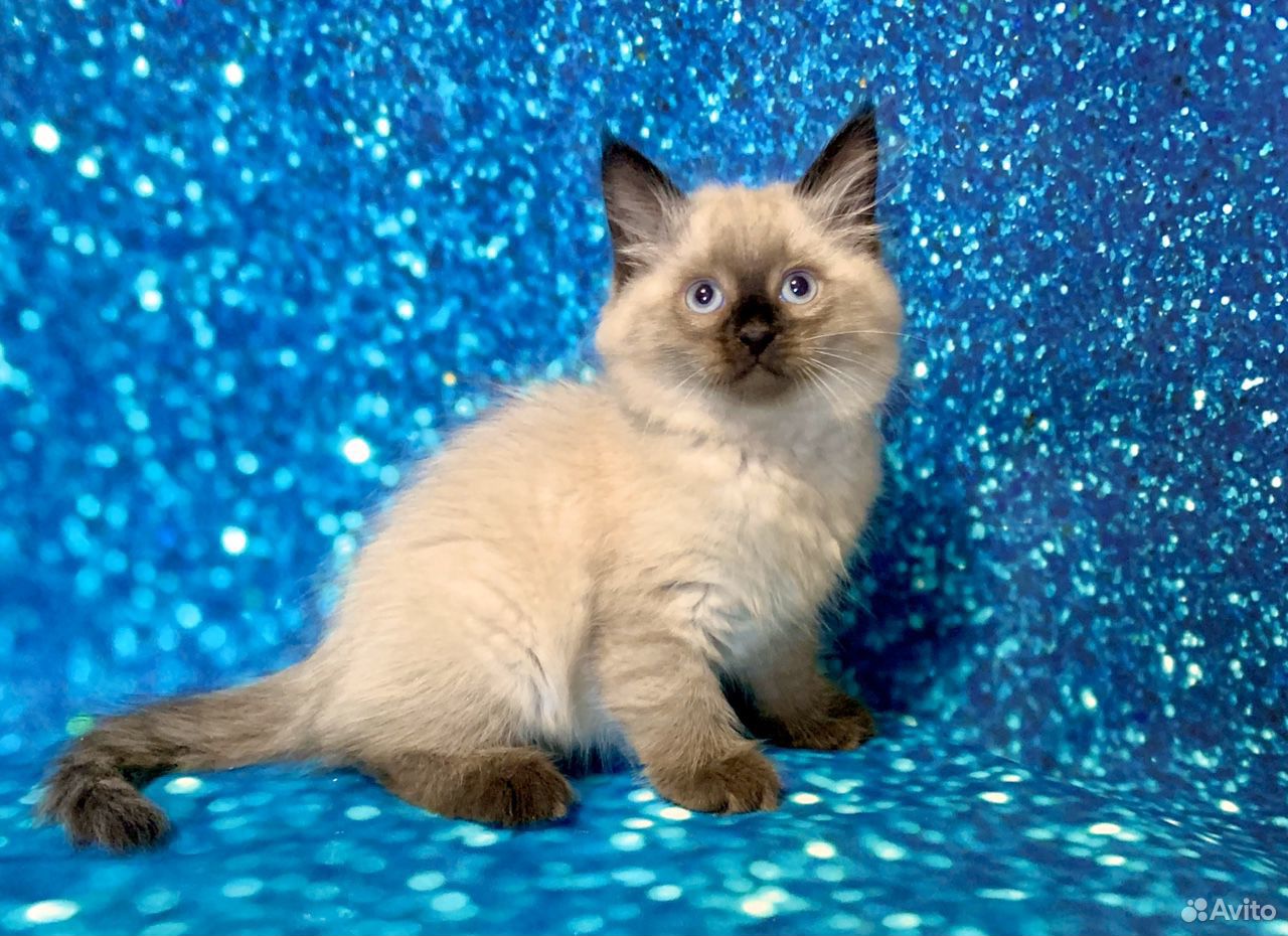 Малышка Кассандра 2 месяца Сил-пойнт из питомника