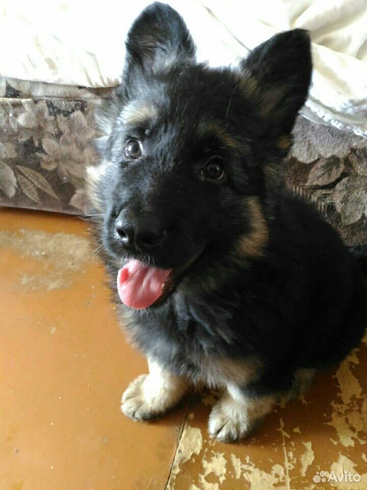 Щенок немецкой овчарки