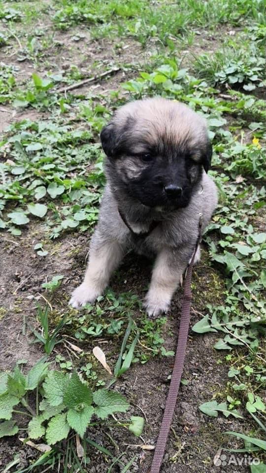 Собака (2 мес)