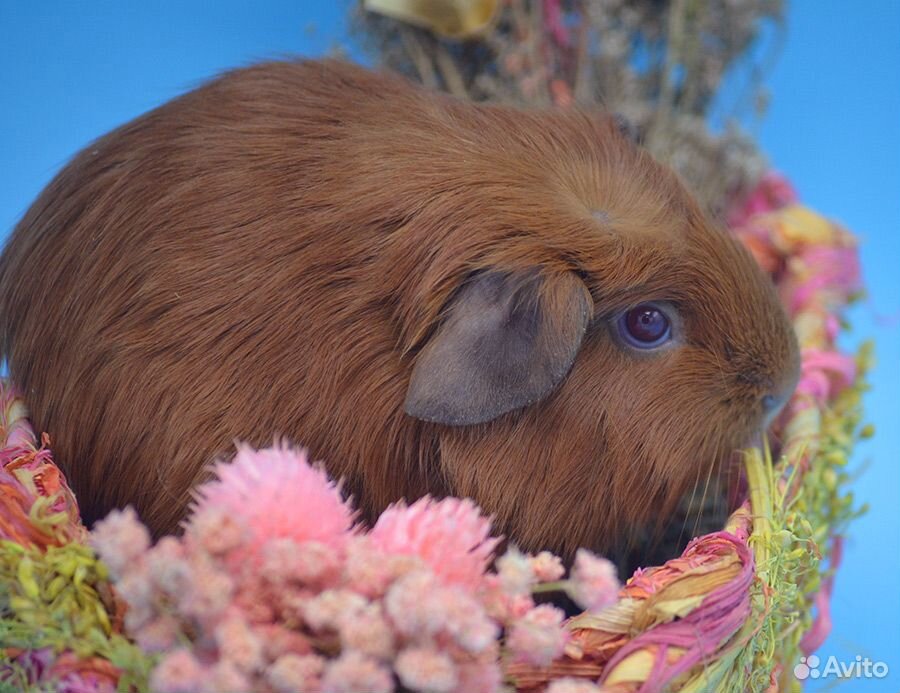 Малыш мальчик морской свинки