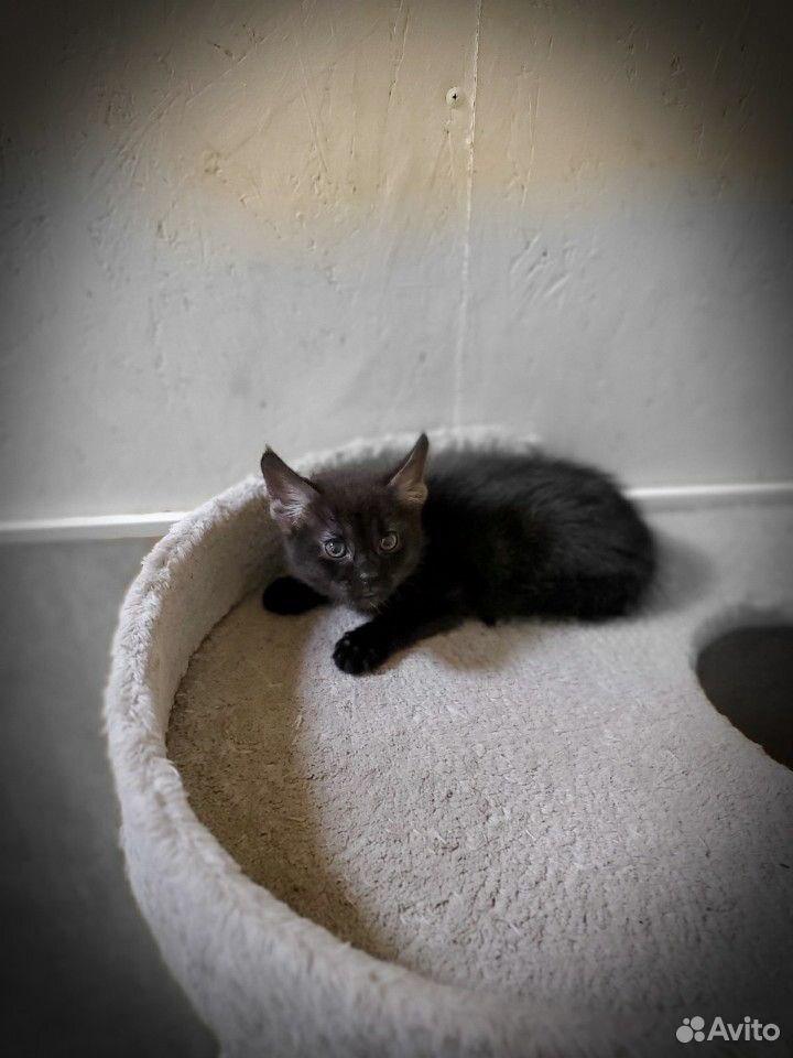 Котик чаузи f1 чёрный