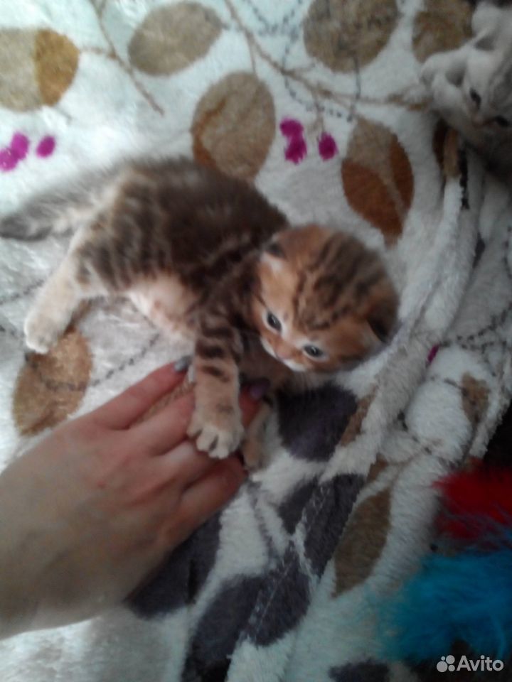 Котёнок шотландский вислоухий мальчик цвет мрамора