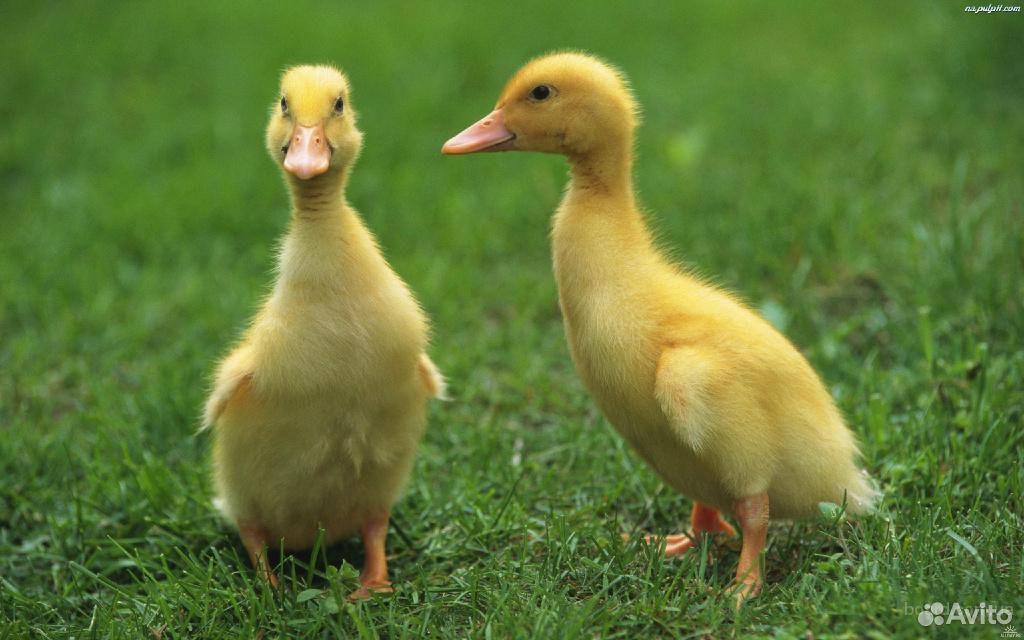 Утята Стар53