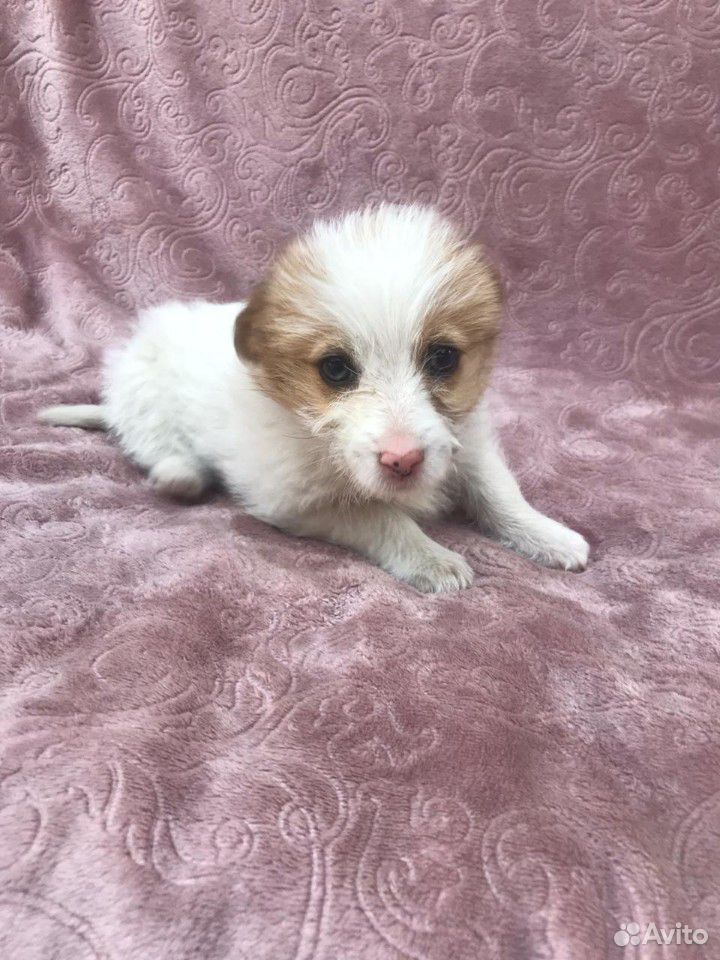 Майя ищет дом