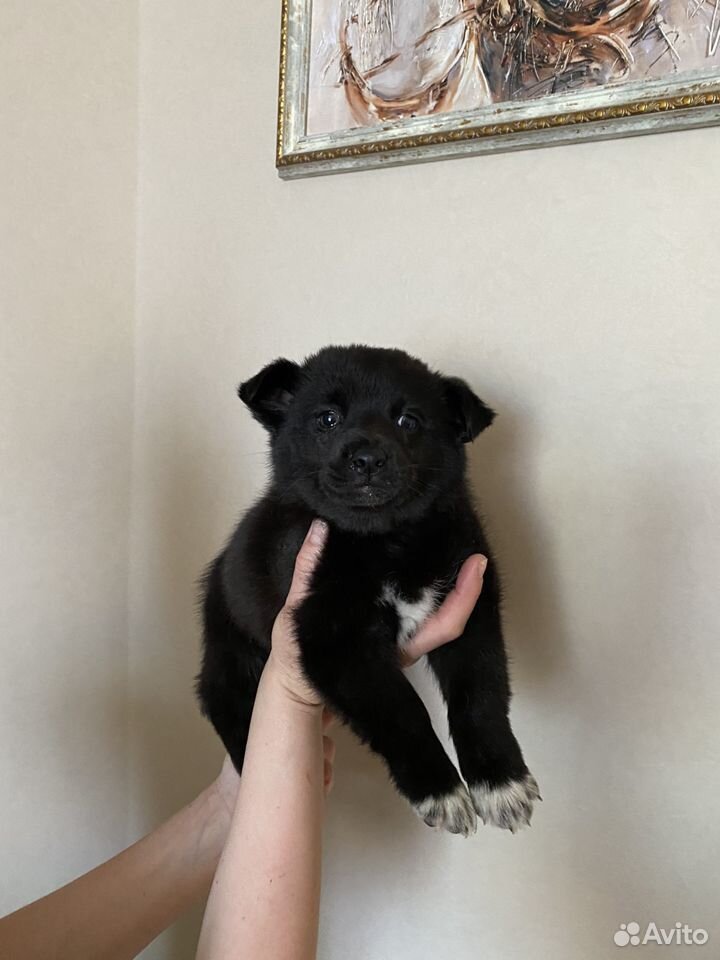 Щенок, девочка, дворняга