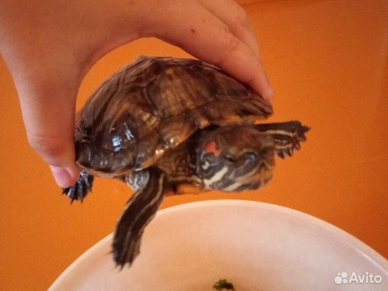 Водяная черепаха красноухая 2 девочки