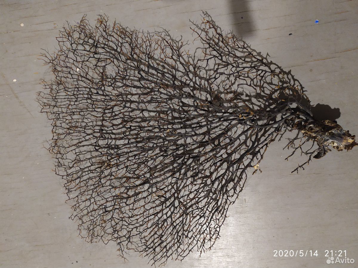 Кораллы натуральные