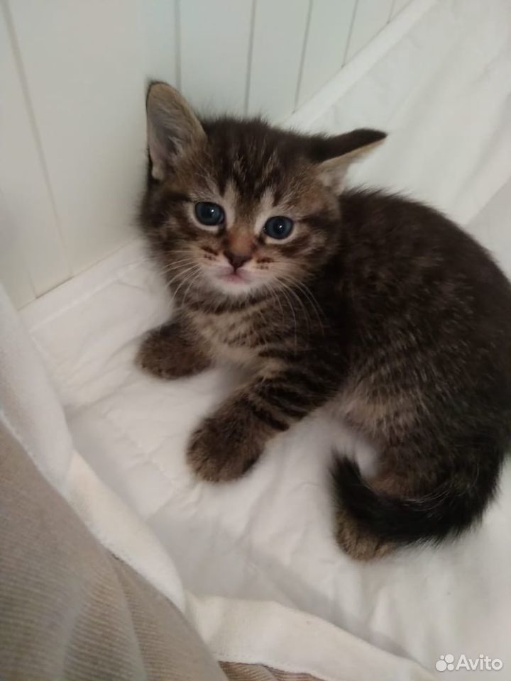 Котеночек домашний