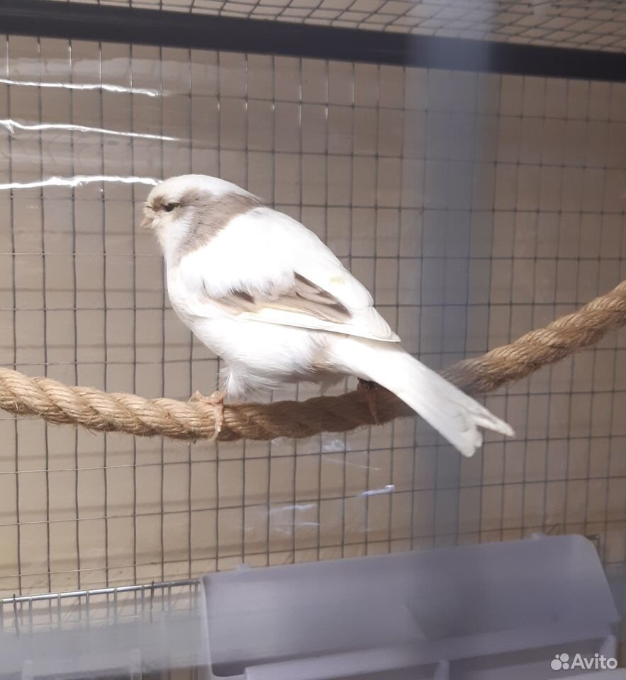 Канарейка глостер