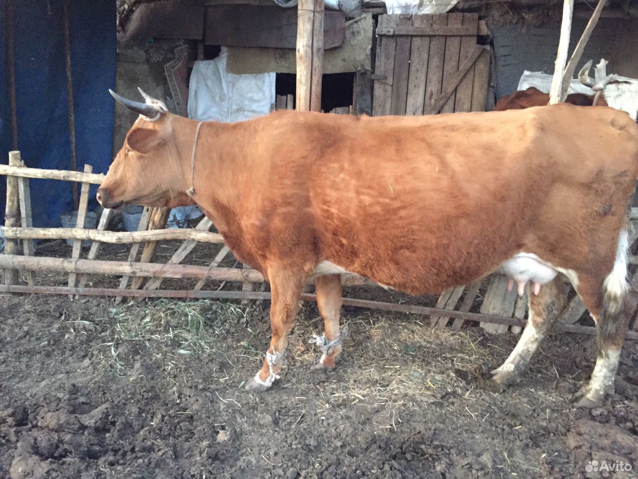 Корова и телёнок. И тёлки