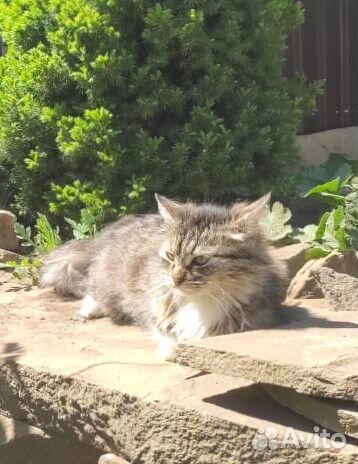 Кошечка Фиона