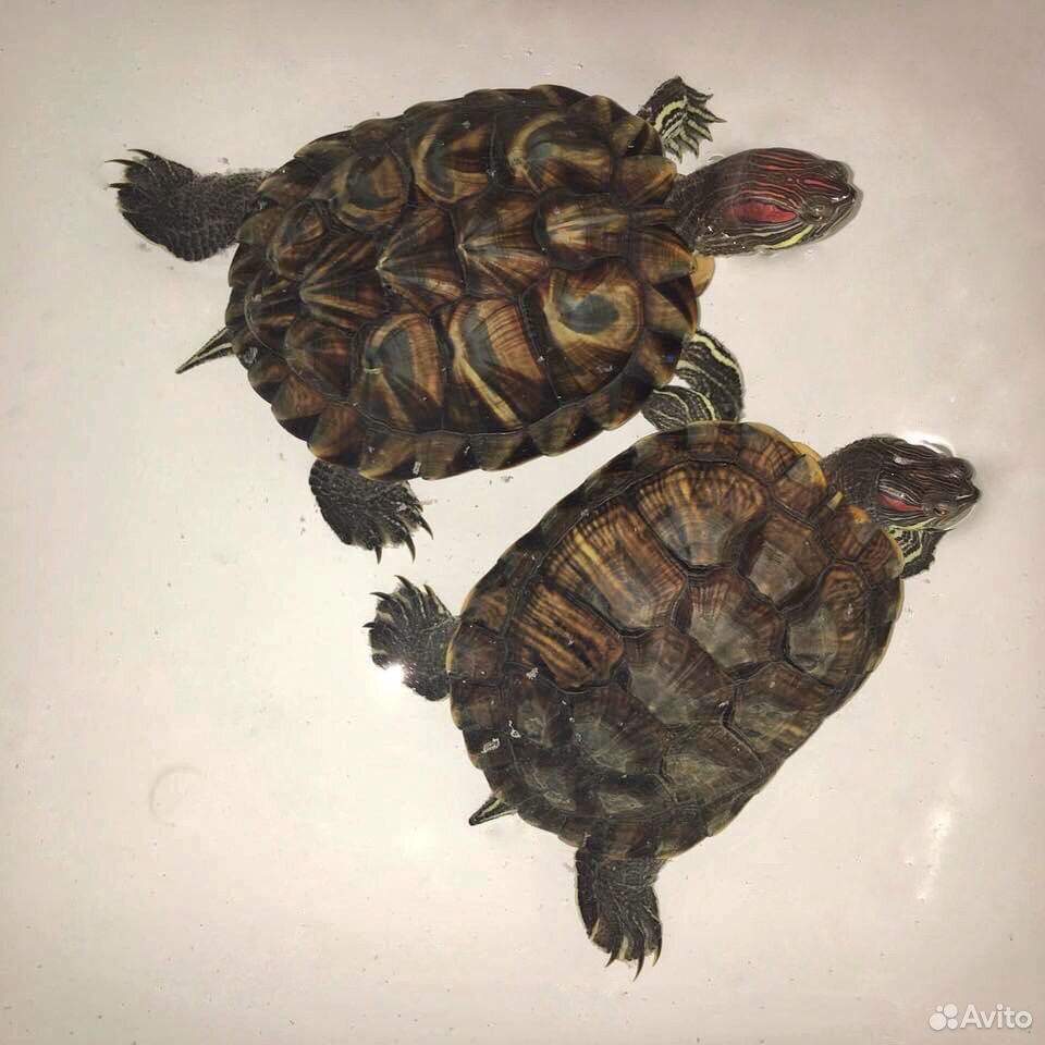 Красноухая черепаха