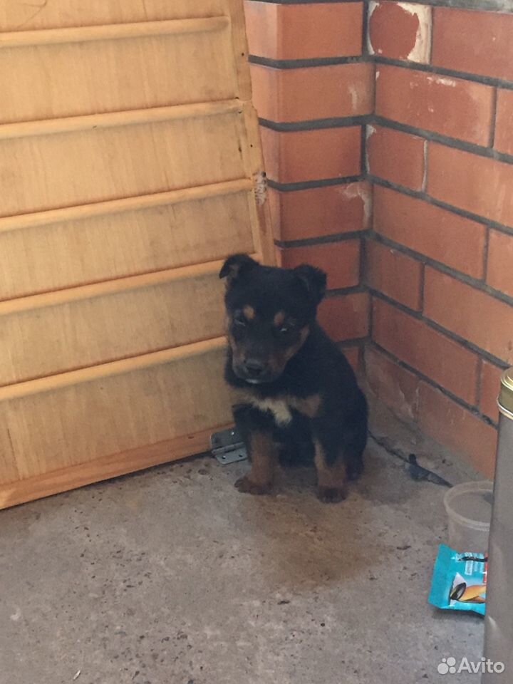 В добрые руки