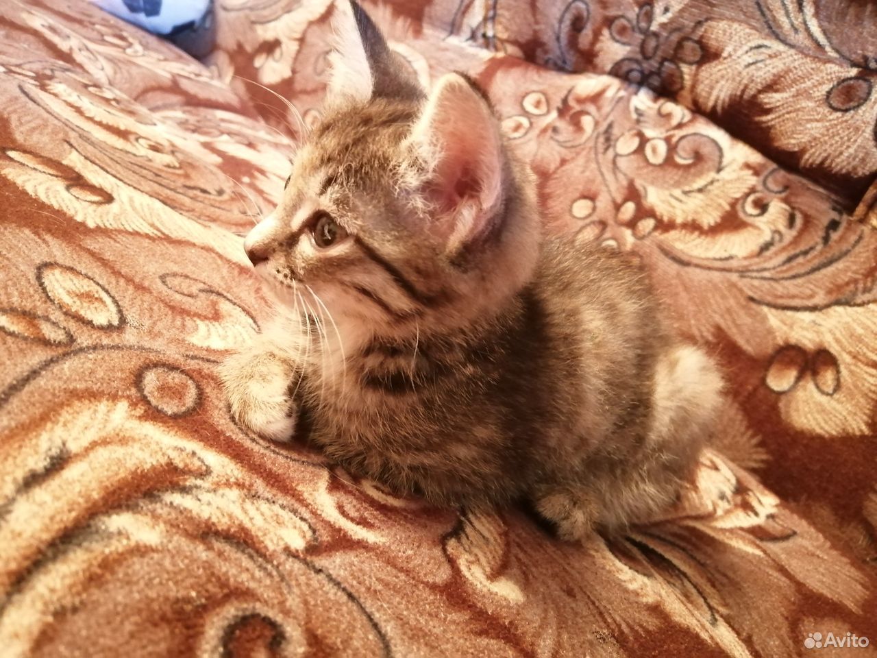 Котенок, девочка