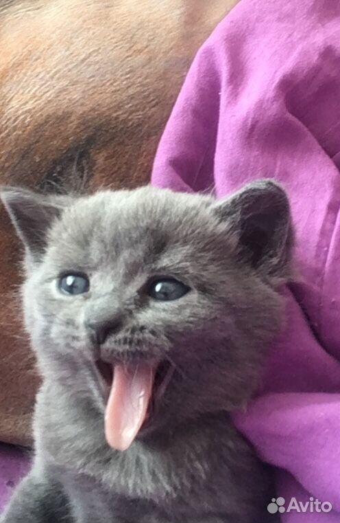 Шотландская котята