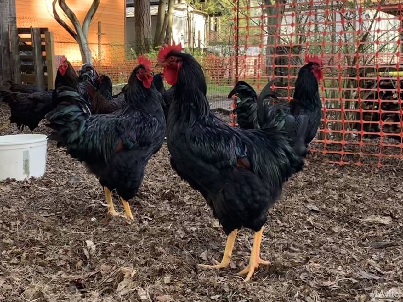 Петухи м/я породы Барневельдер 5 мес