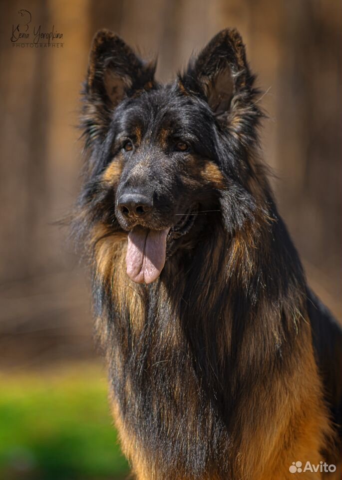 Пушистик мальчик