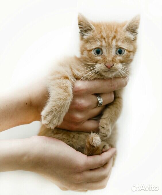 Круассан в добрые ручки