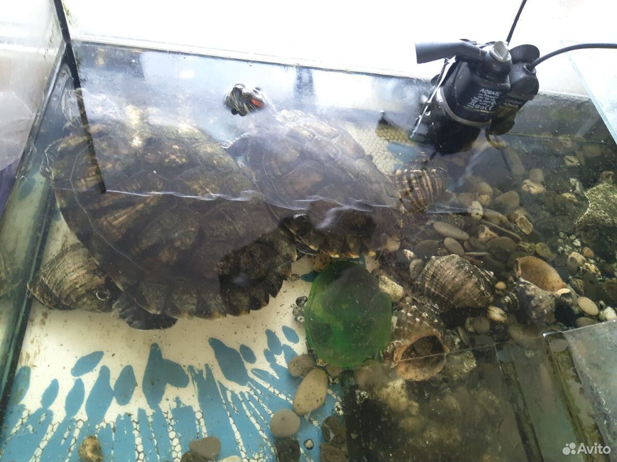 Черепаха красноухие