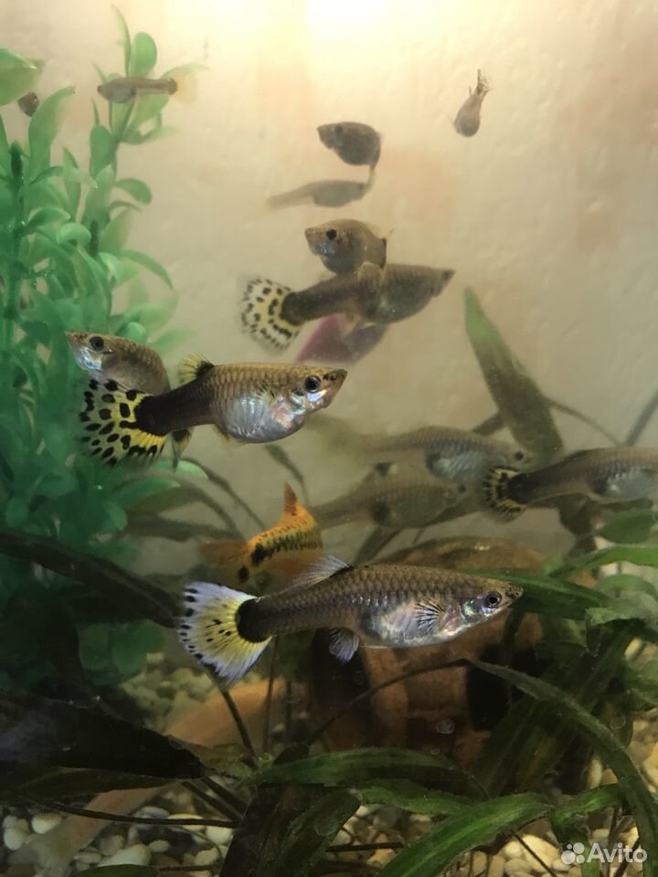 Гуппи разных возрастов