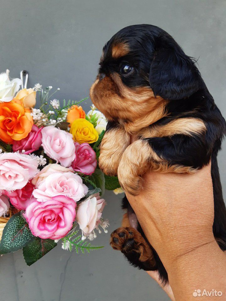 Король Кинг Чарльз