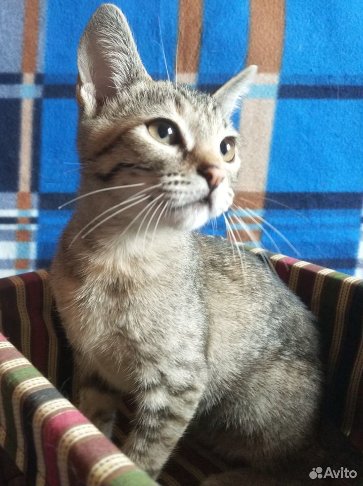 Лема - шило в попе