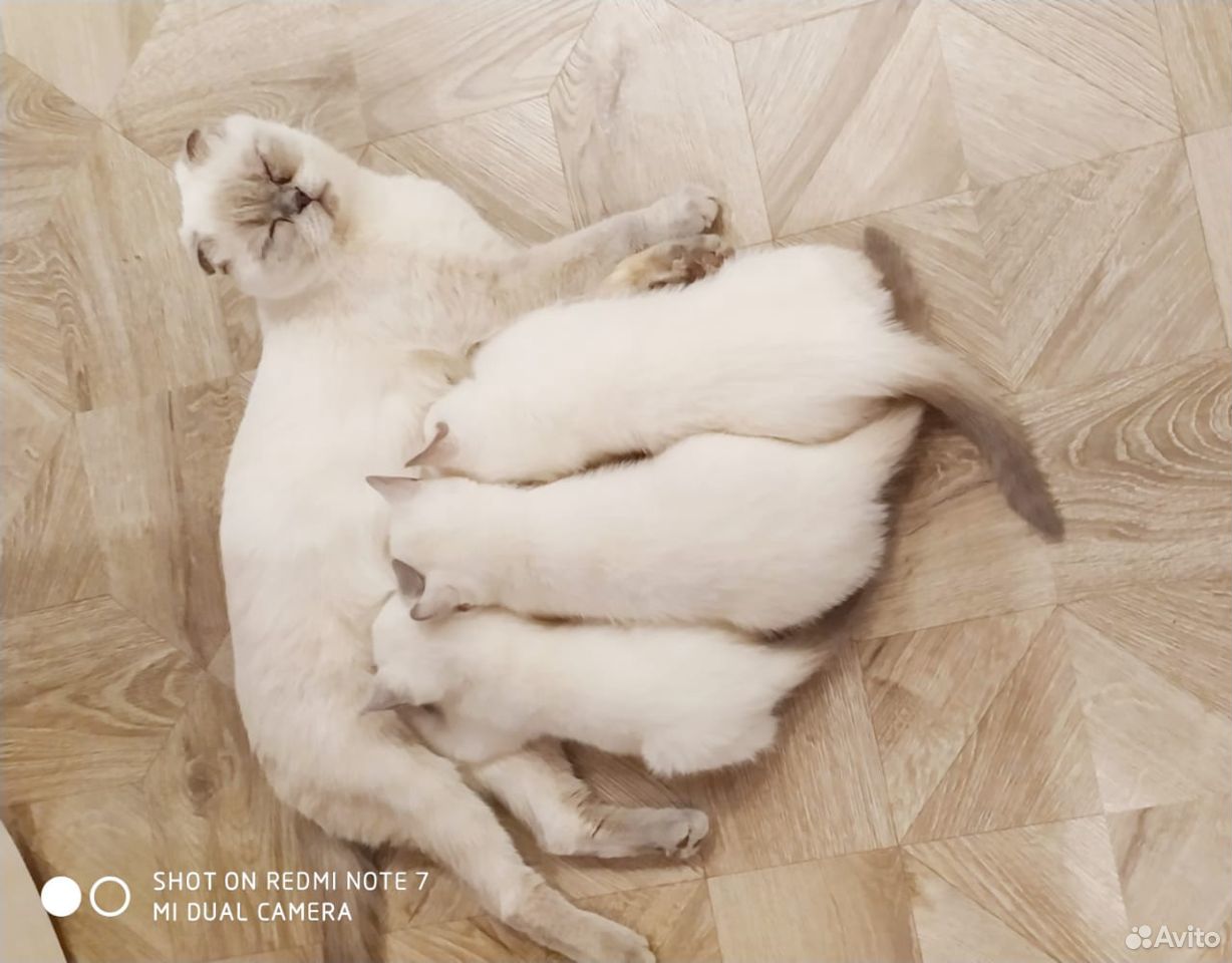 Котенок Шотландская прямоухая