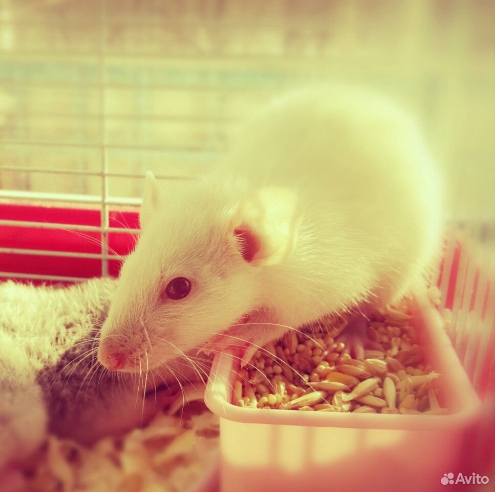 Крыса декоративная