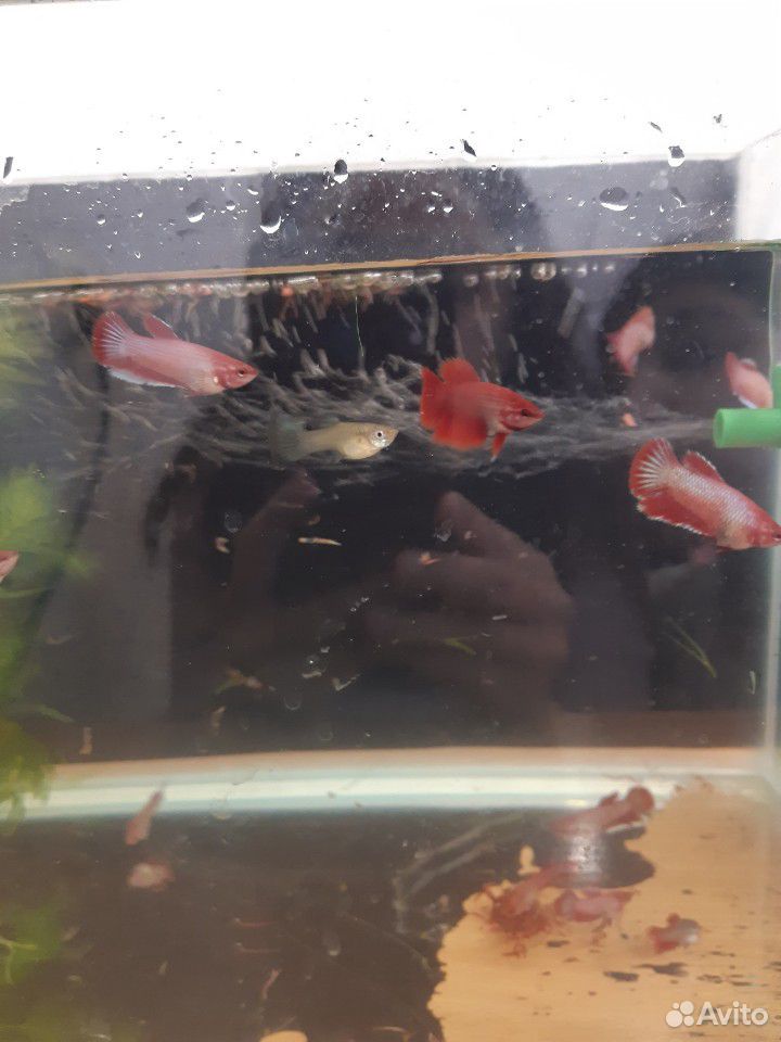 Рыба петушок