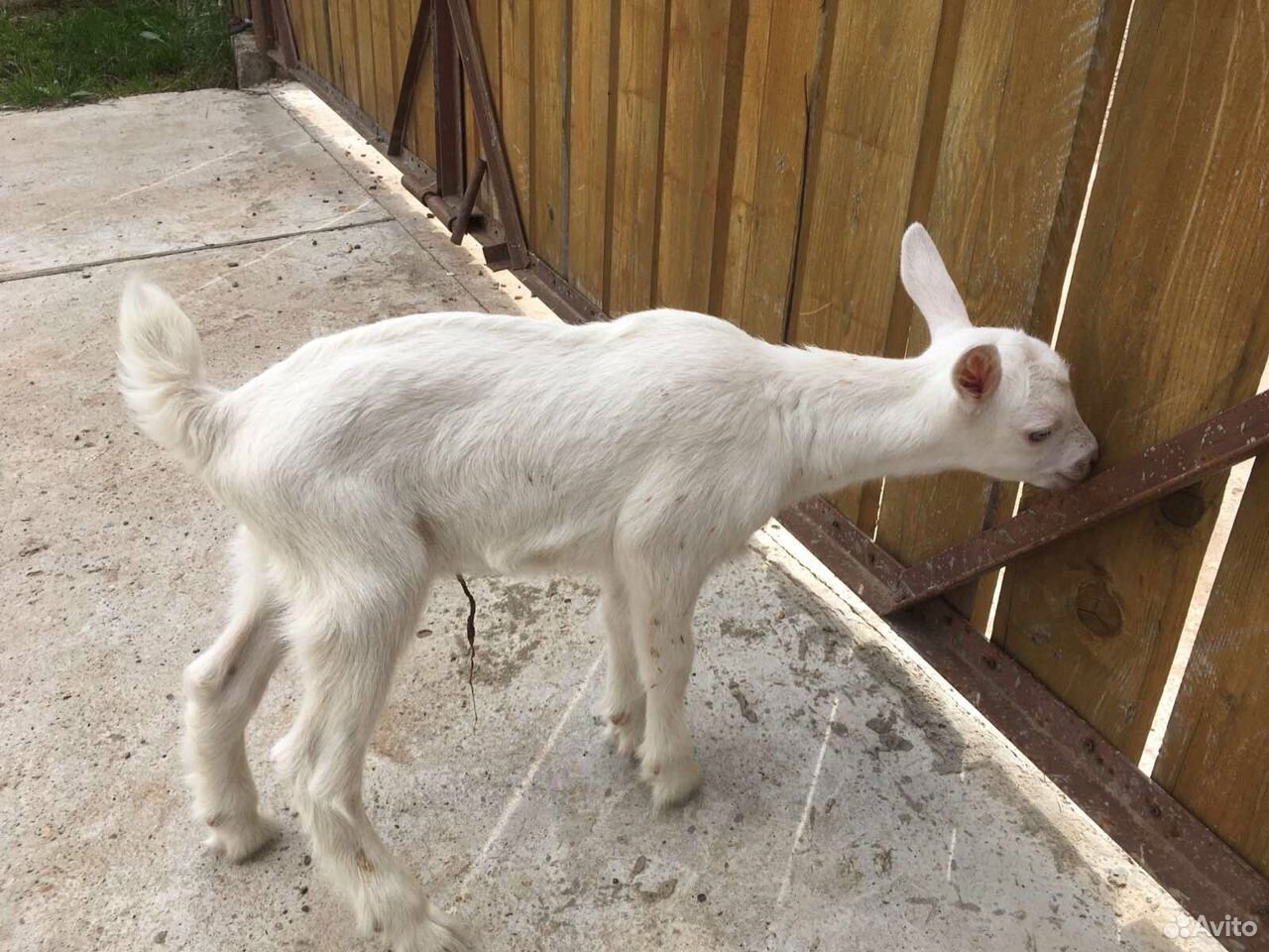 Козлик зааненский