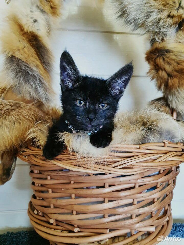 Кошка Чаузи ф1, очень ручная
