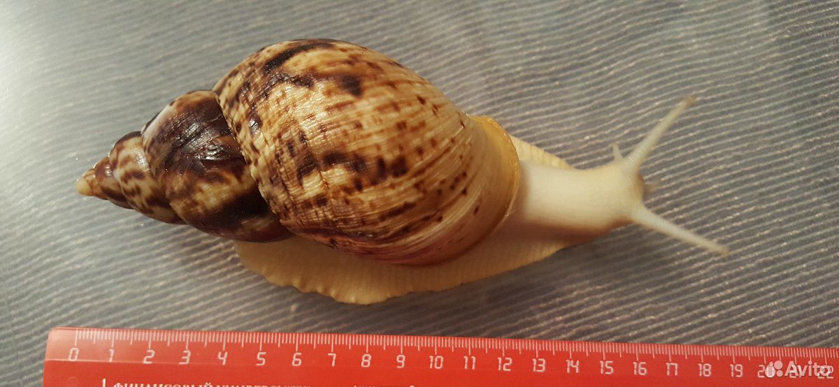 Улитка Ахатина