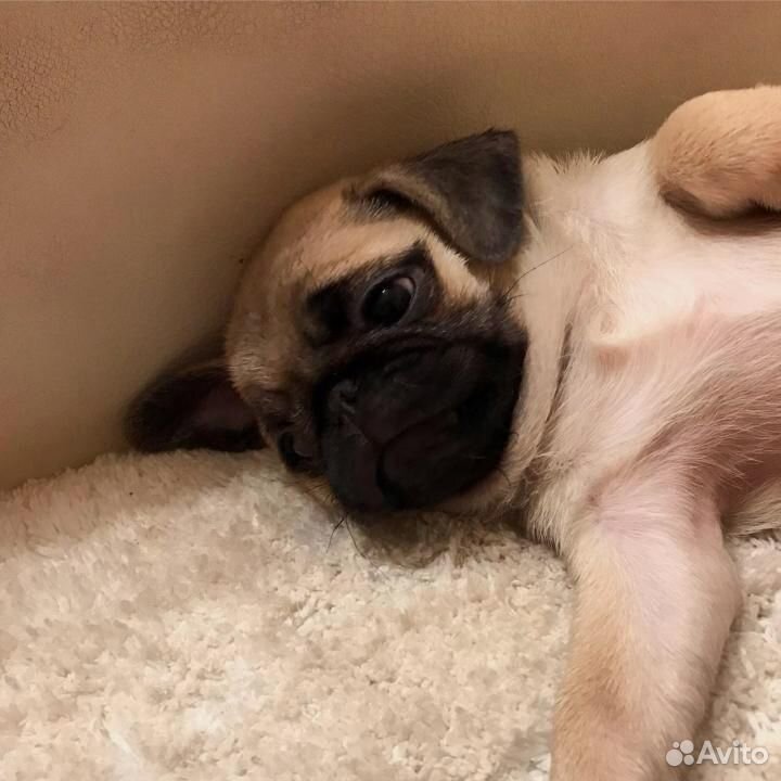 Мопс девочка
