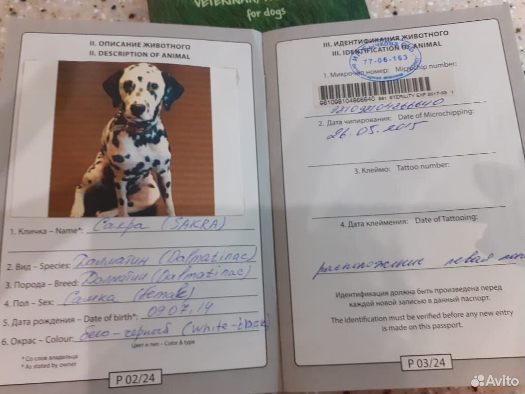 Отдам далматинца девочку