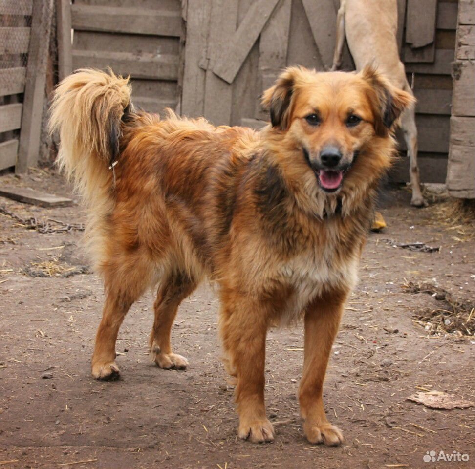 Собака Зося ищет дом