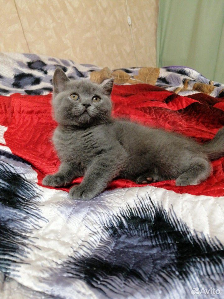 Котенок шотландец