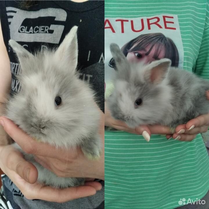 Ангорские кролики(крольчата )