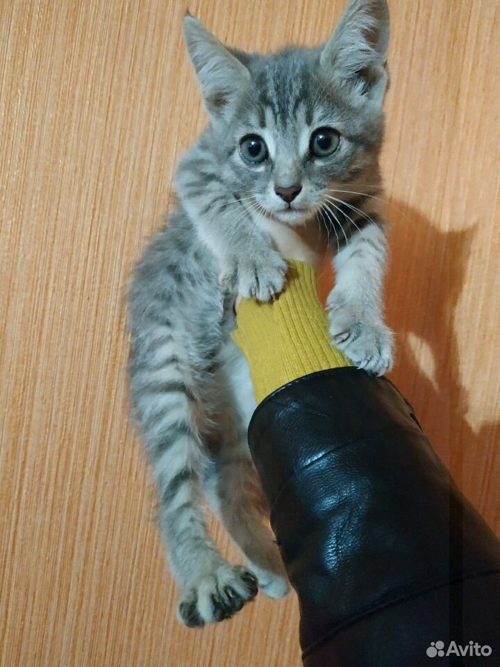 Кошка