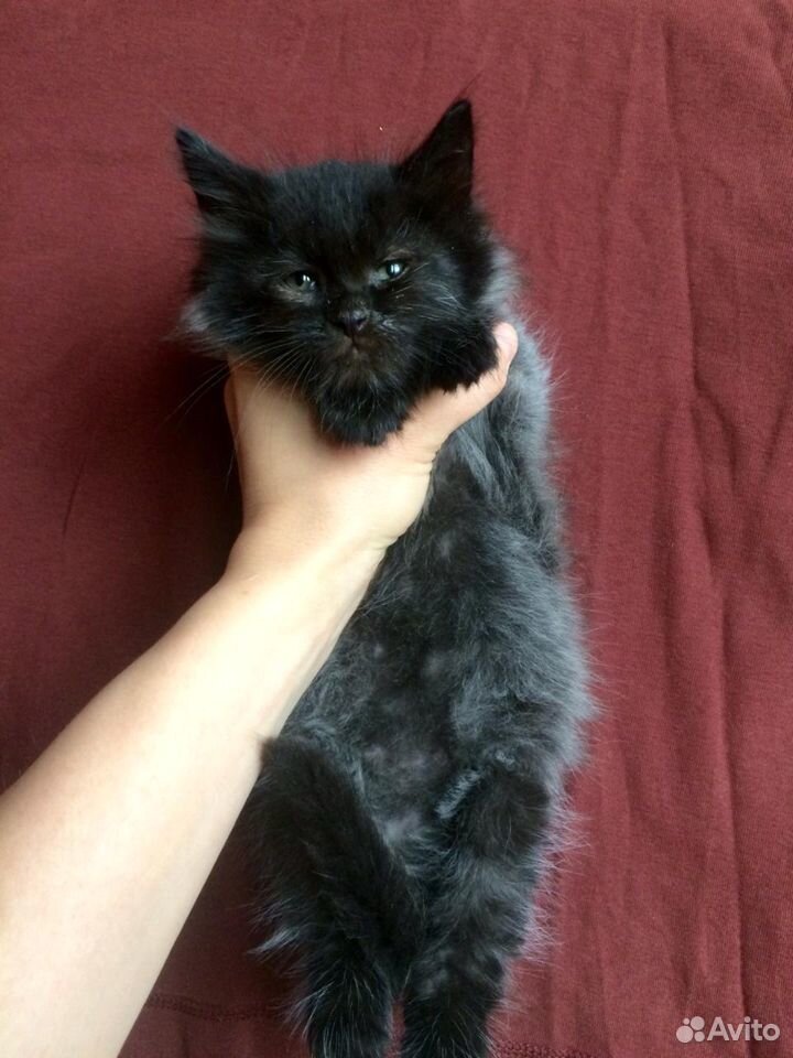 Котенок Пух