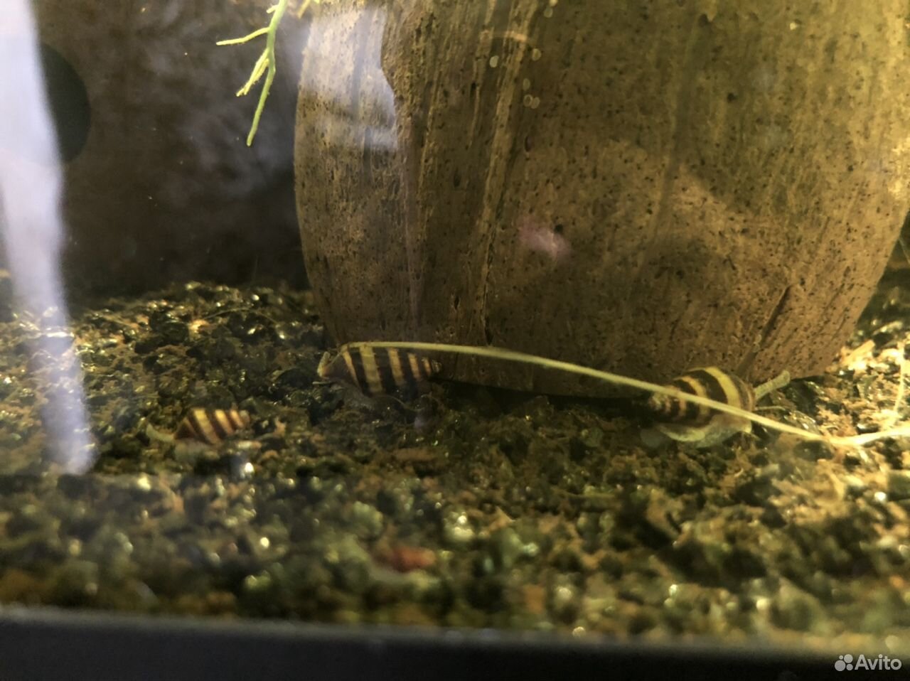 Улитки Хелены